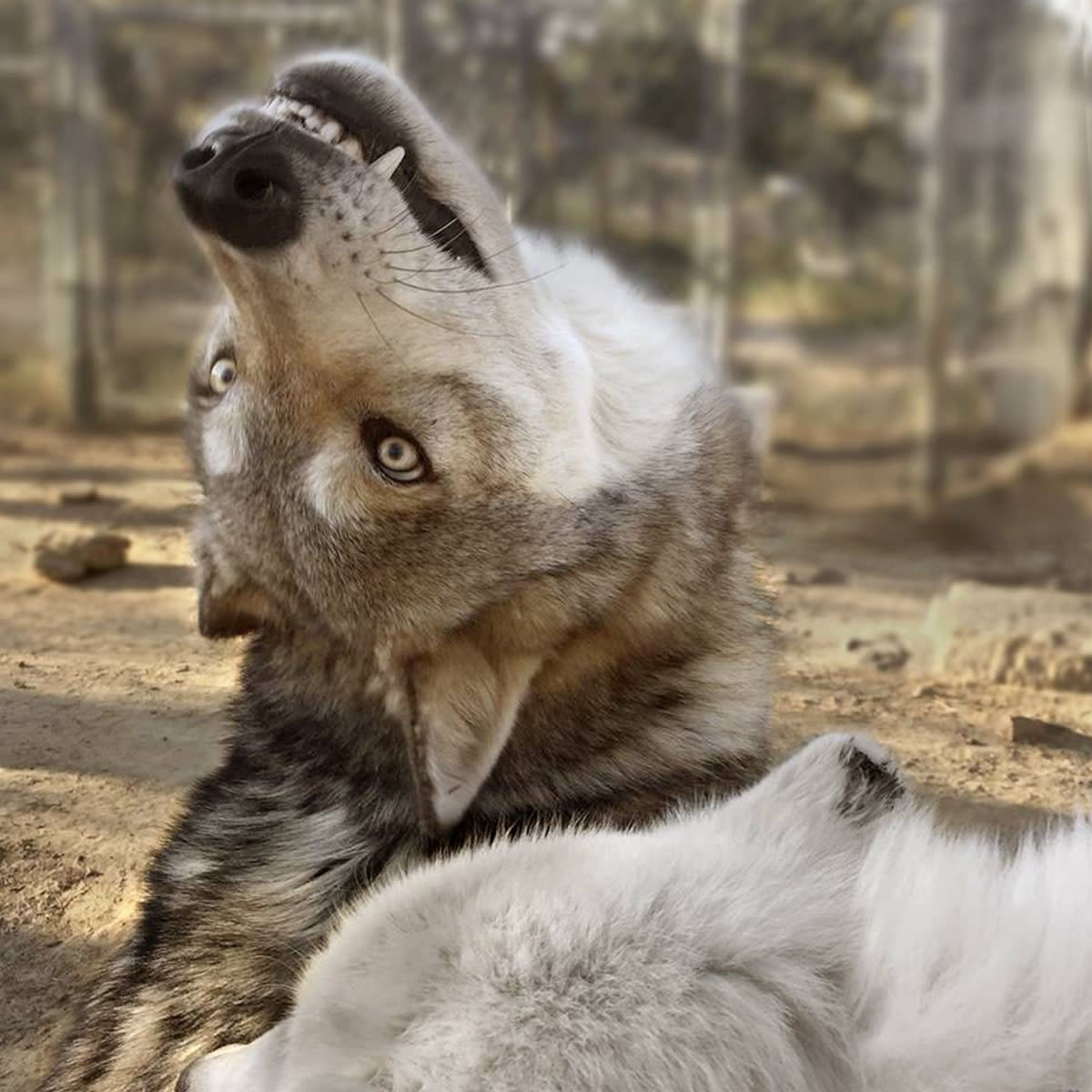 Wild Spirit Wolf Sanctuary