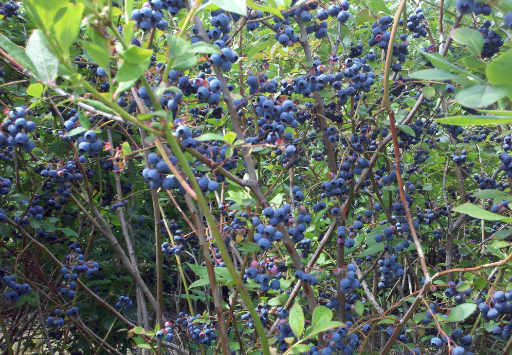 Dexter Blueberry Farm