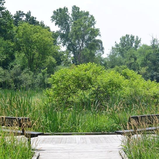 Marsh View Meadows Park