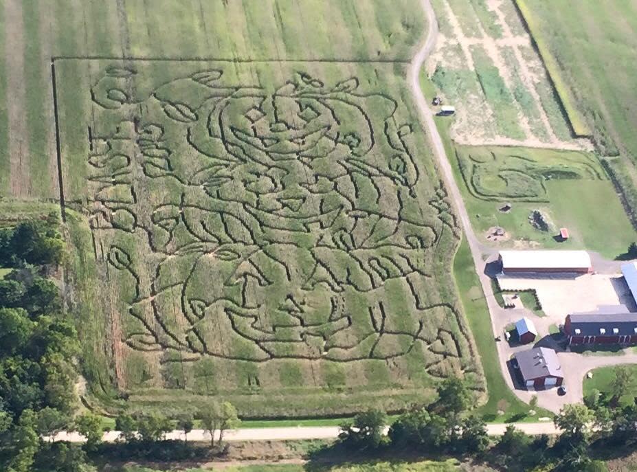 Blast Corn Maze