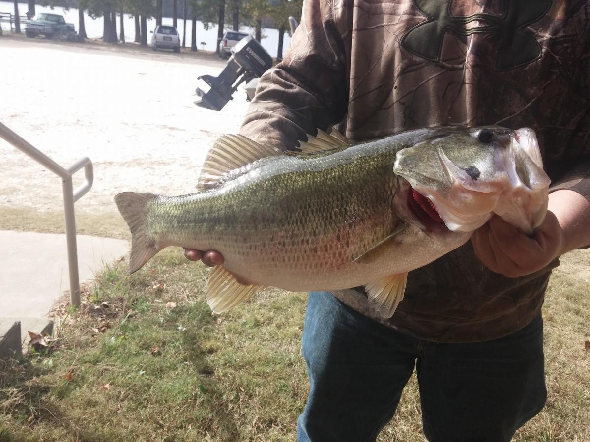 Lee County Public Fishing Lake