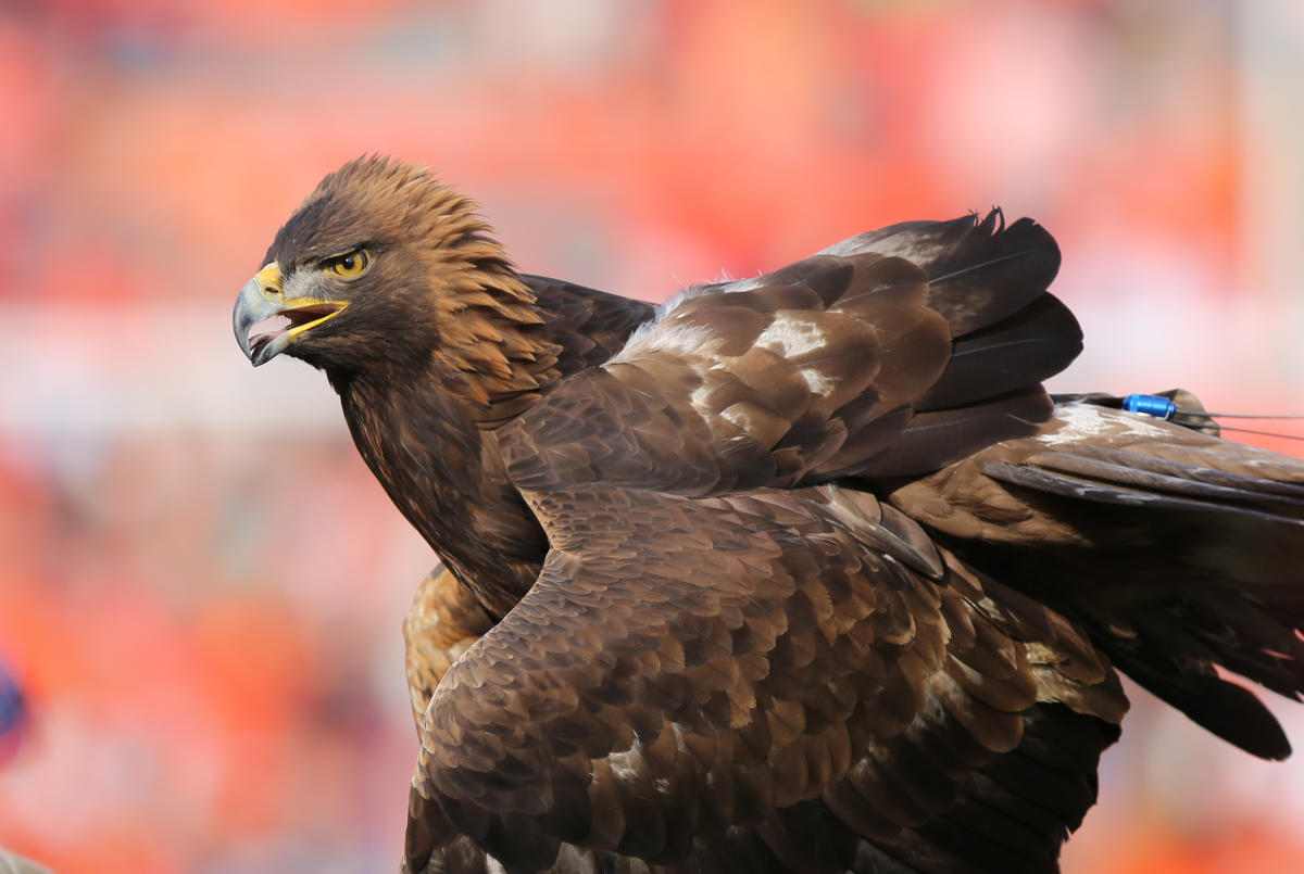 Auburn Raptor Center