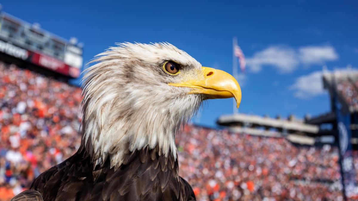 Auburn Raptor Center