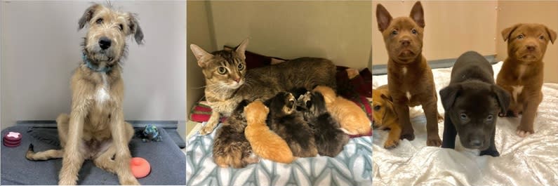 Austin Humane Society | Austin, TX