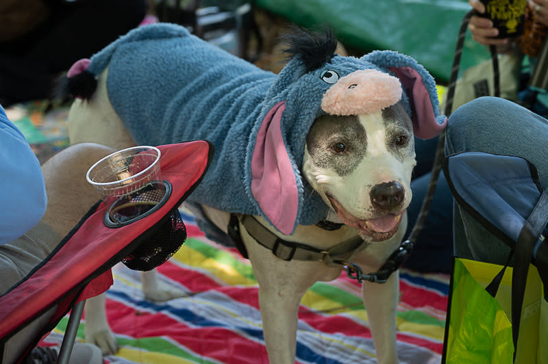 Eeyore’s Birthday Party | Austin, TX