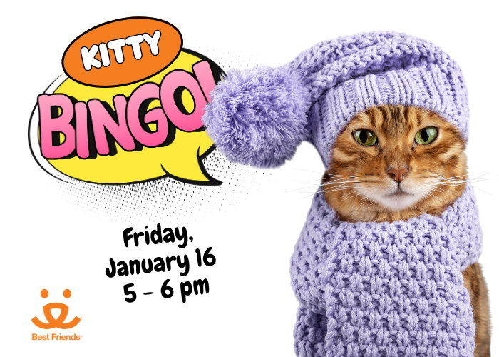 kitty bingo