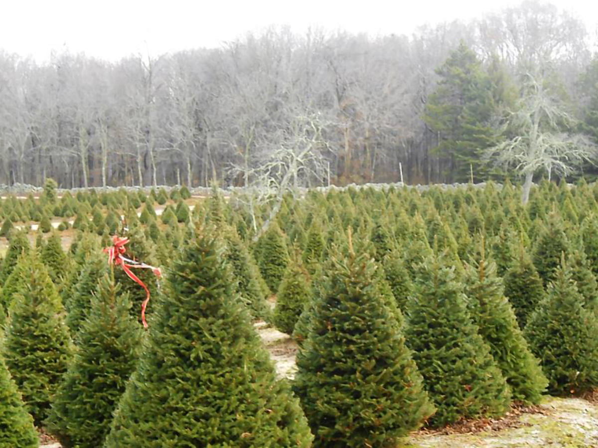Lockwood Christmas Tree Farm