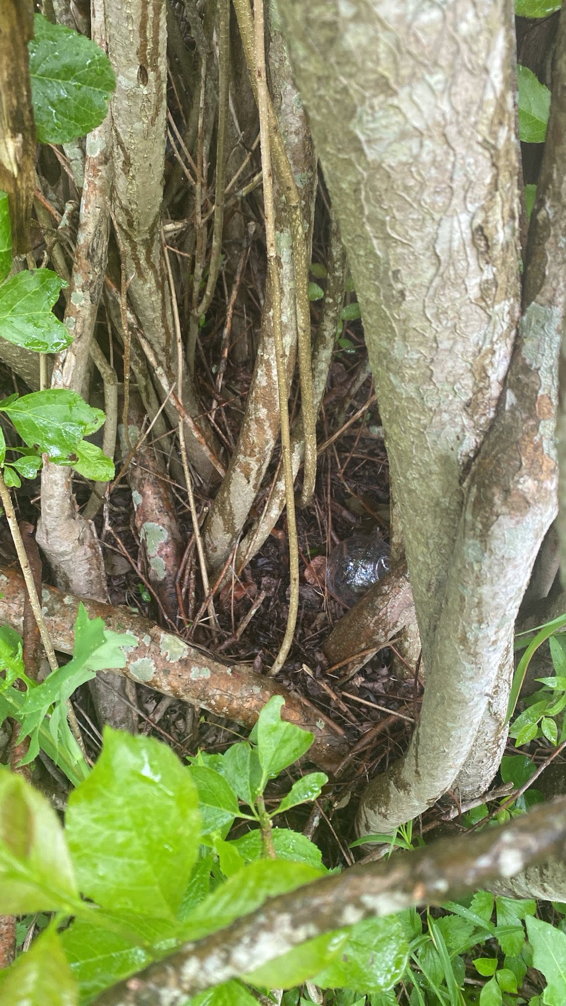 185 - Connor Bohan | Block Island, RI