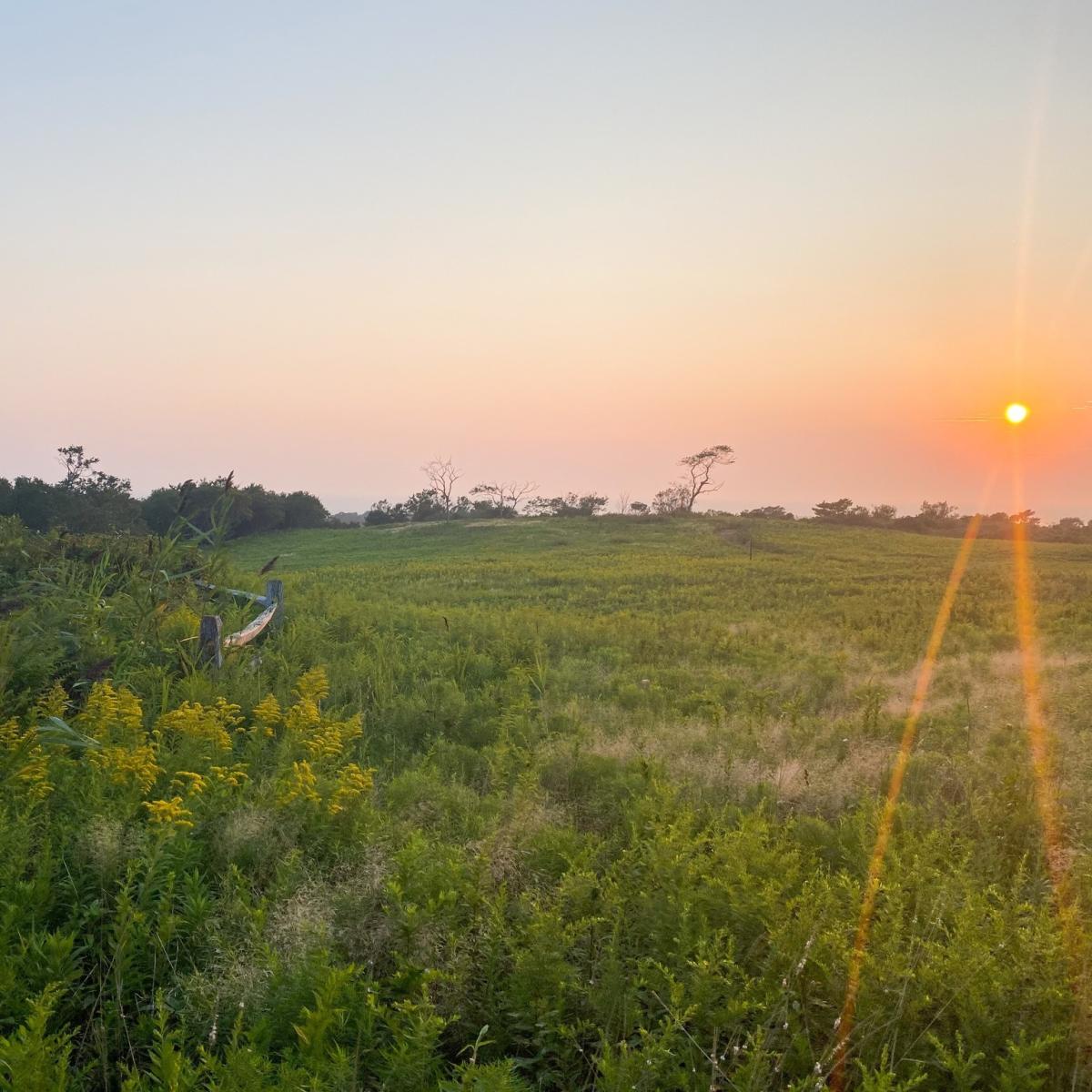 Hodge Wildlife Preserve | Block Island, RI