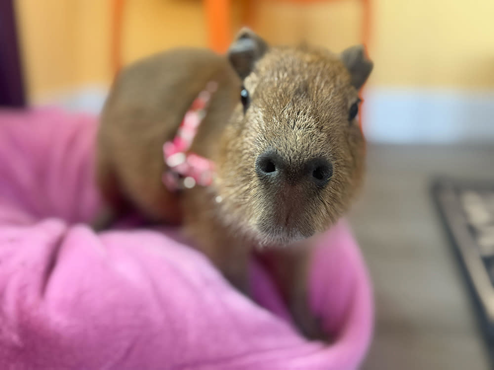 pet capybara
