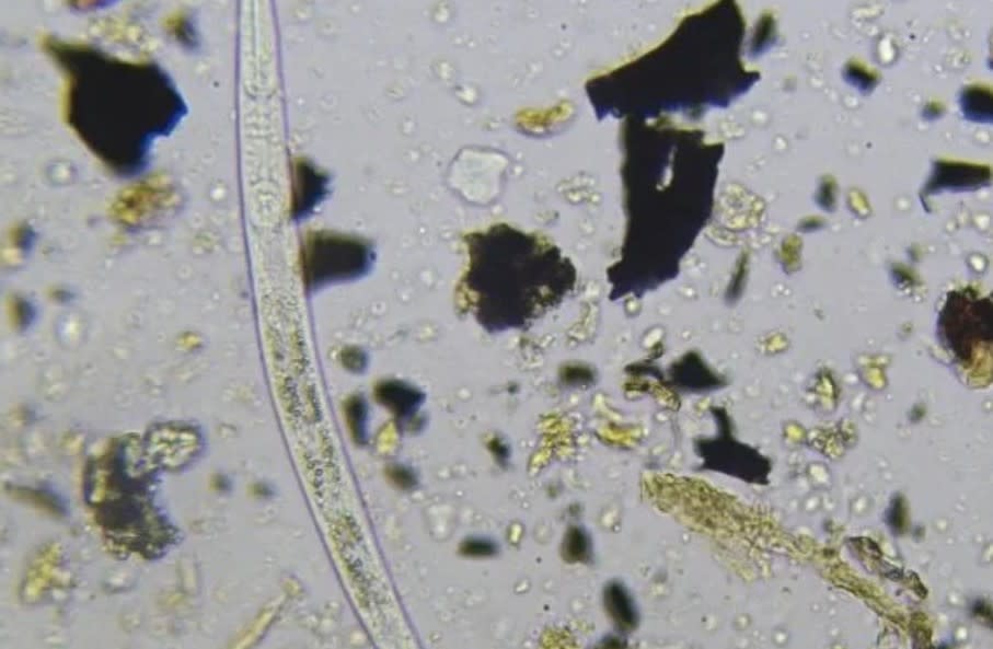 water under microscope 40x