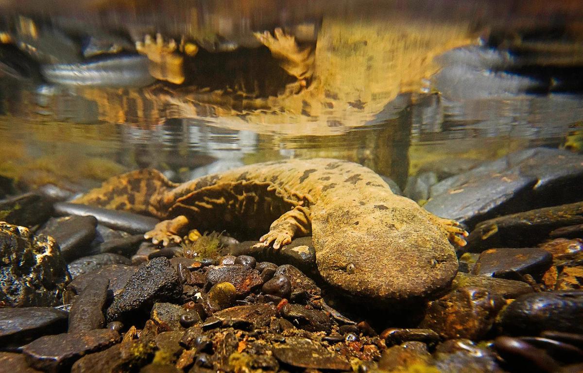 largest salamander