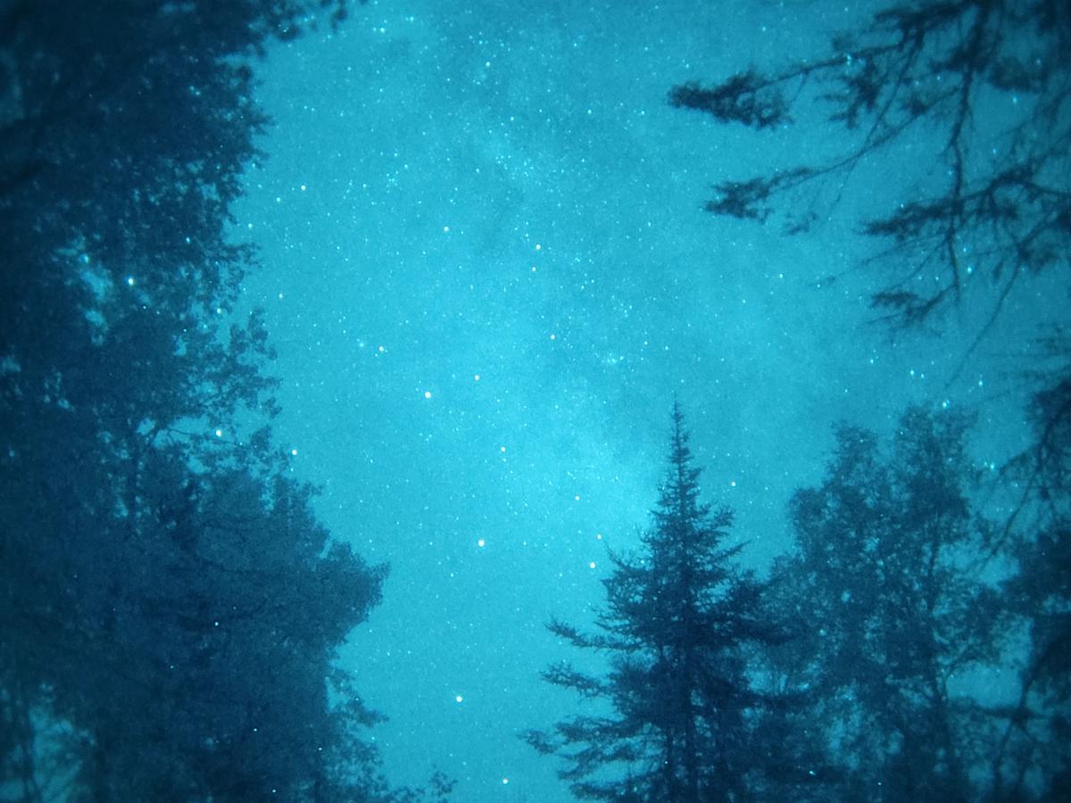 blue night forest
