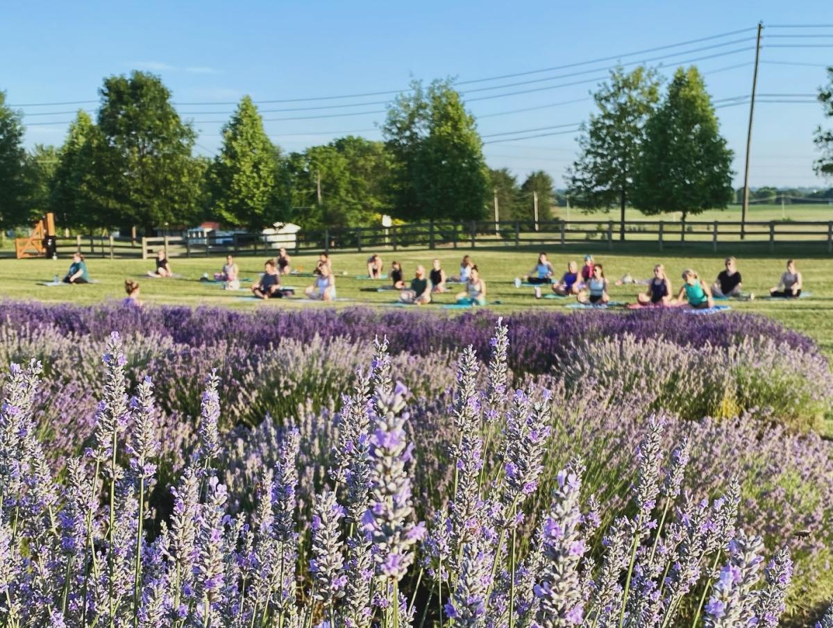 Within You Lavender Farm & Market | Mechanicsburg, PA 17055