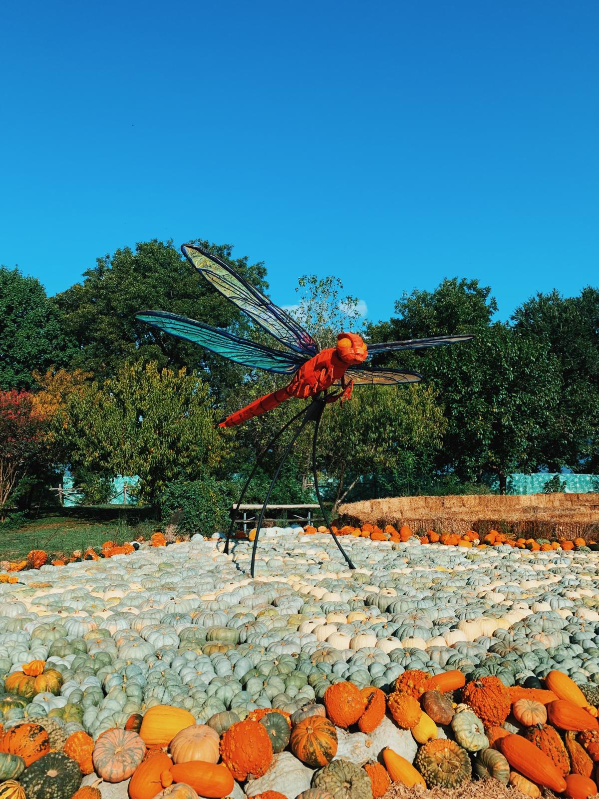 Bugtopia | Autumn at the Arboretum