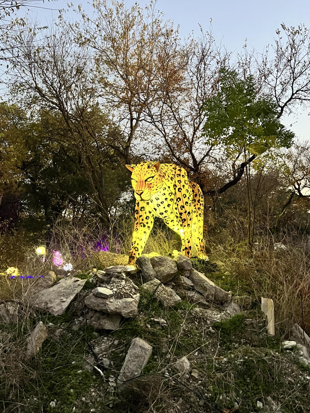 Dallas Zoo After Dark