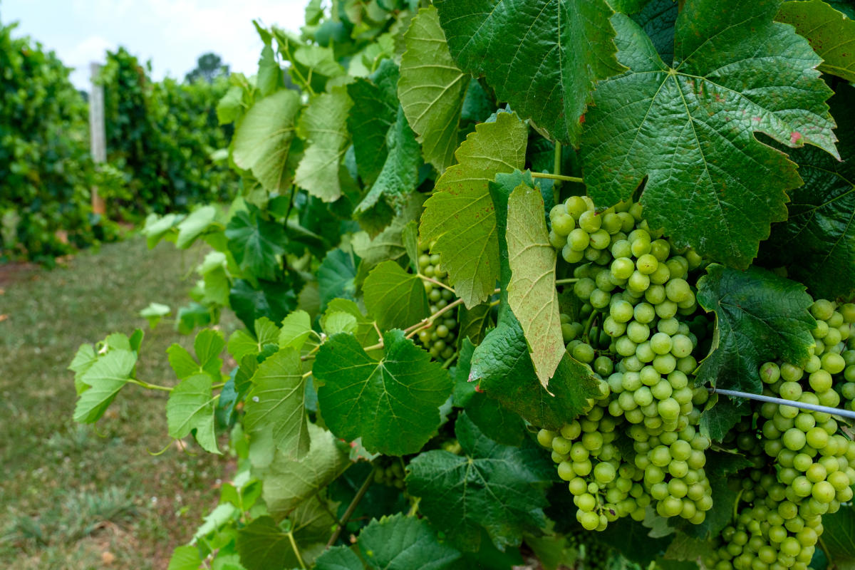 Homeplace Vineyard