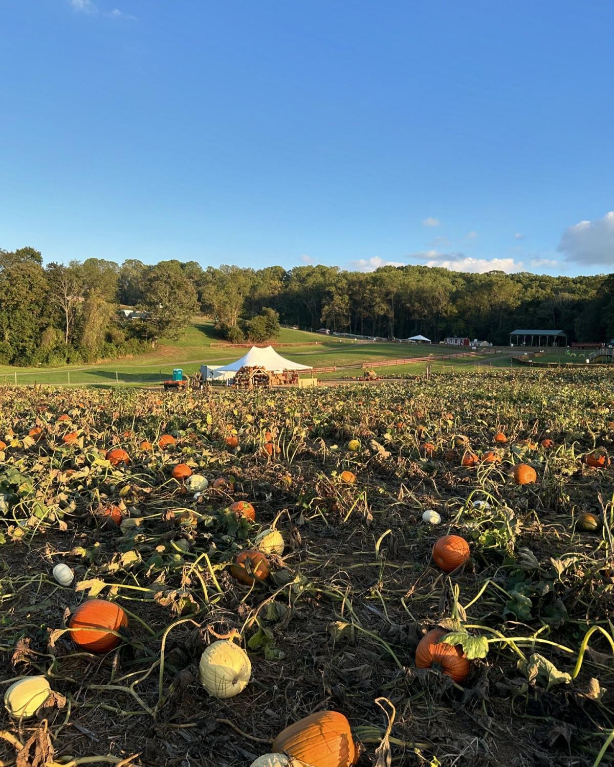 Ramsey's Farm