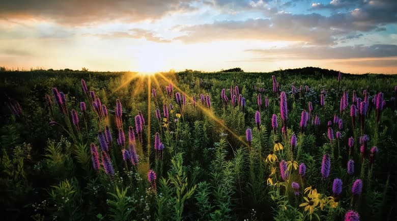 Springbrook Prairie Forest Preserve