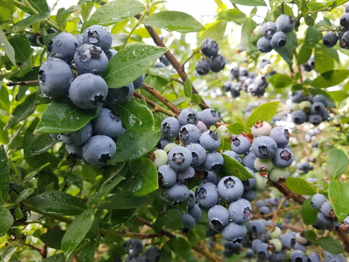 Augusta Blueberries | Fairchild, WI 54741