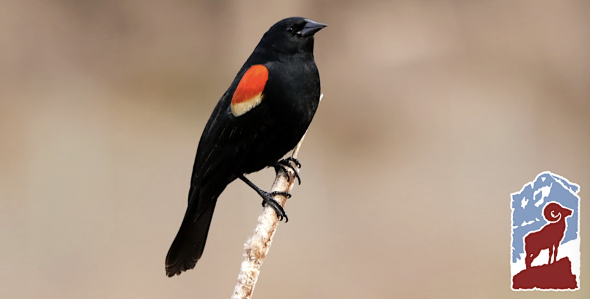 Mindfulness & Birding in Rocky Mountain National Park