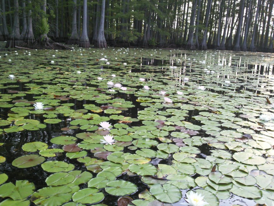 Rhodes Pond Game Land