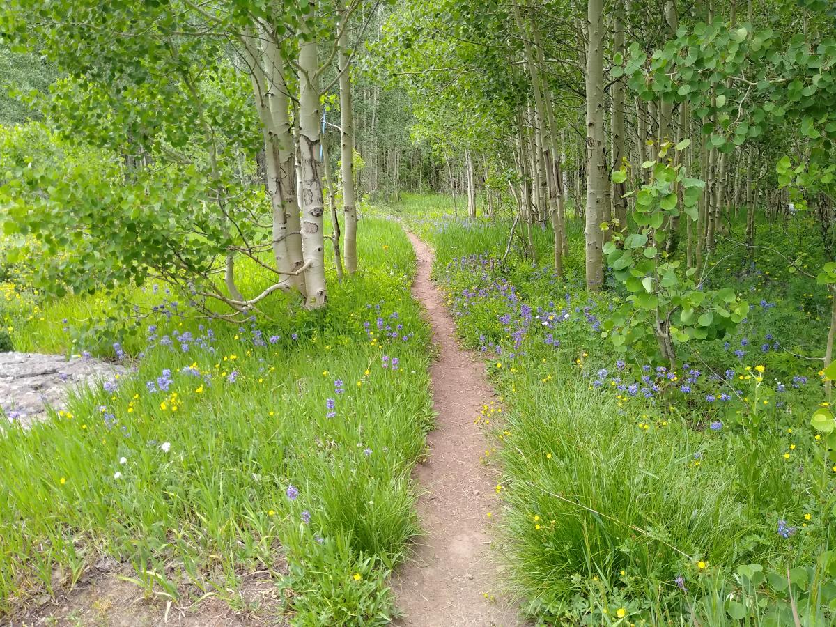 Point Camp Trail