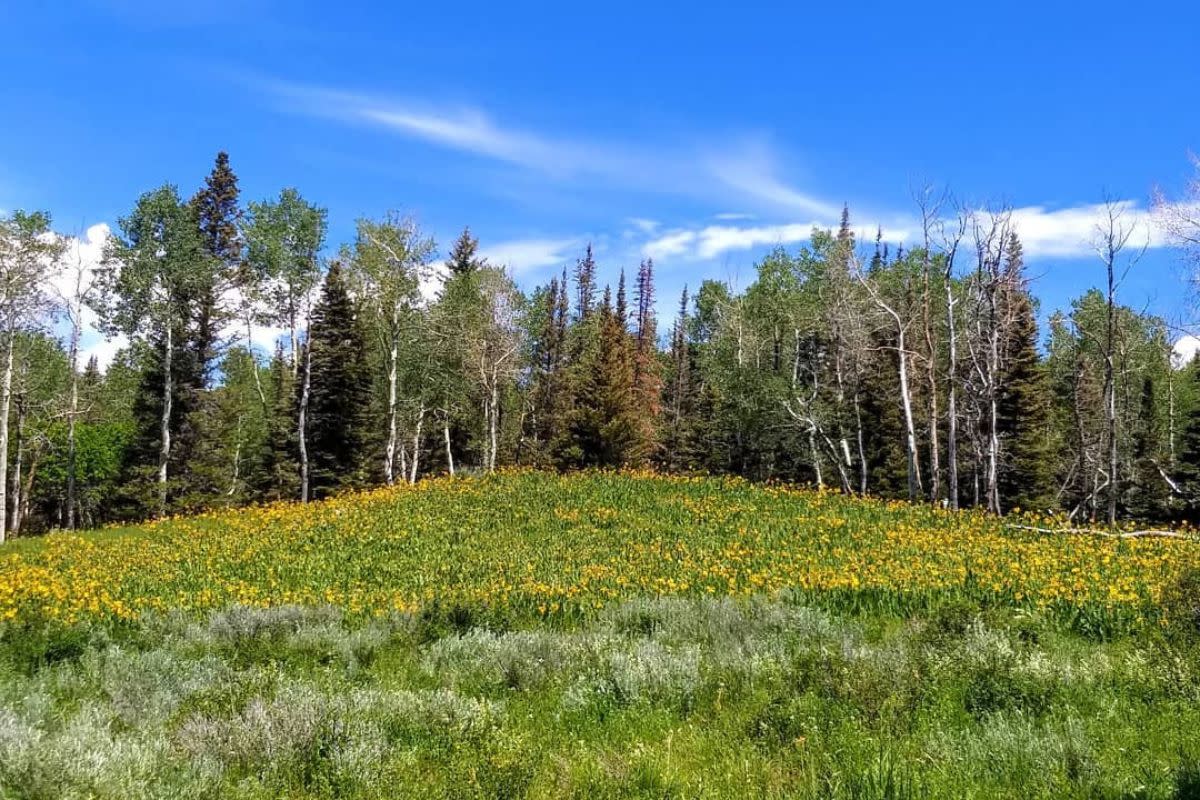 Turkey Flats Loop Trail