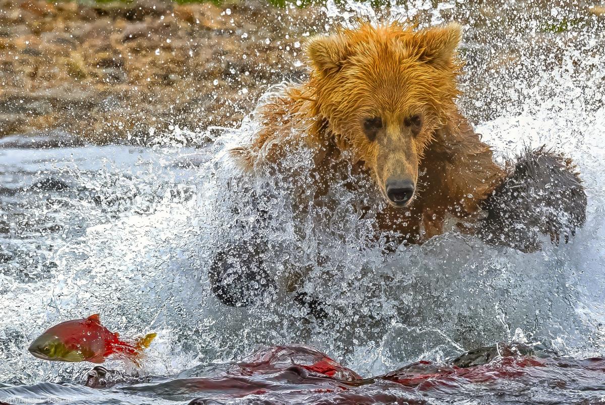 Bassett's Bear Viewing