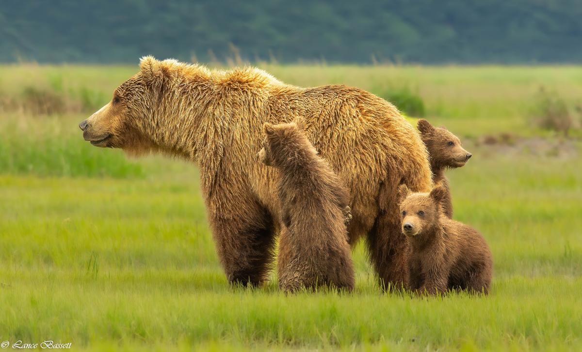Bassett's Bear Viewing