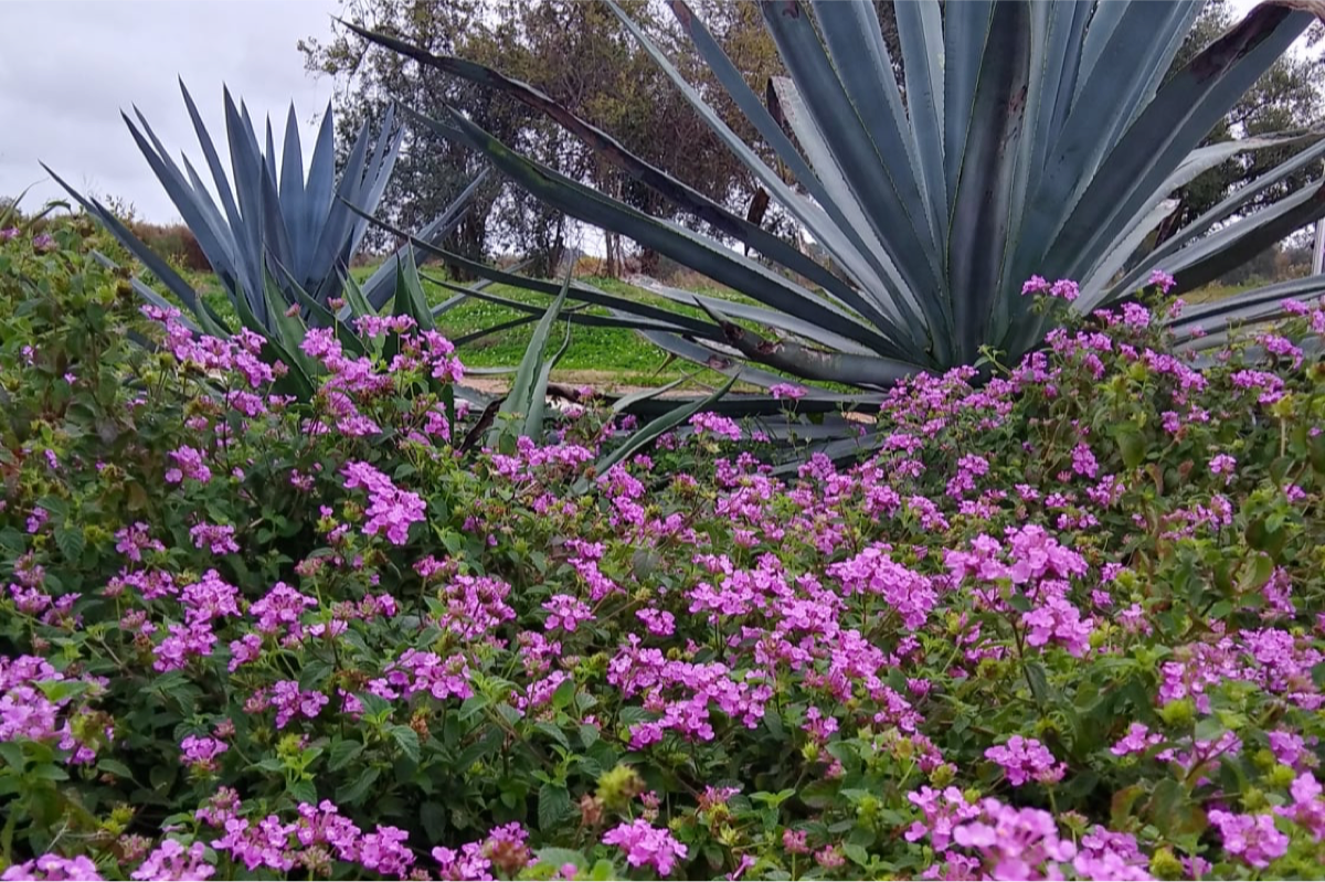 Plantas Nativas De Houston, Texas