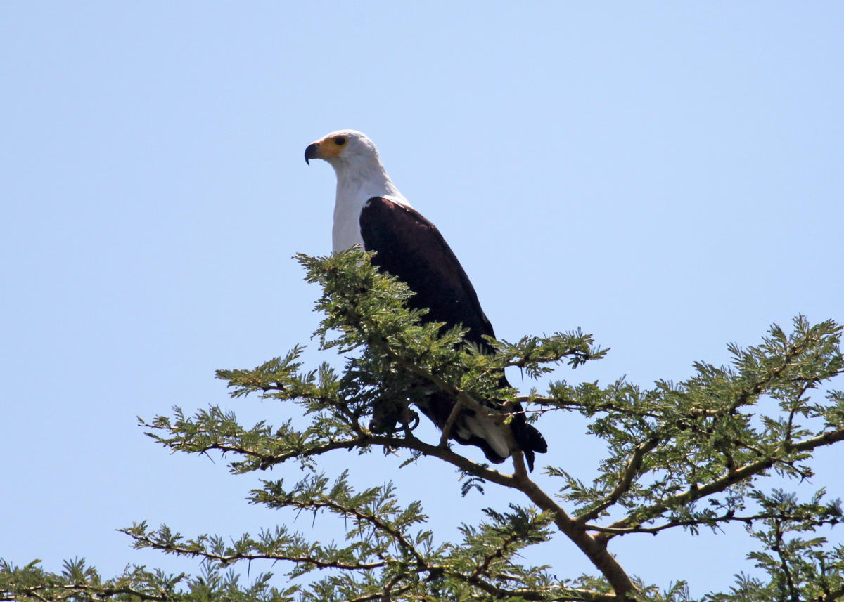 african eagle tours