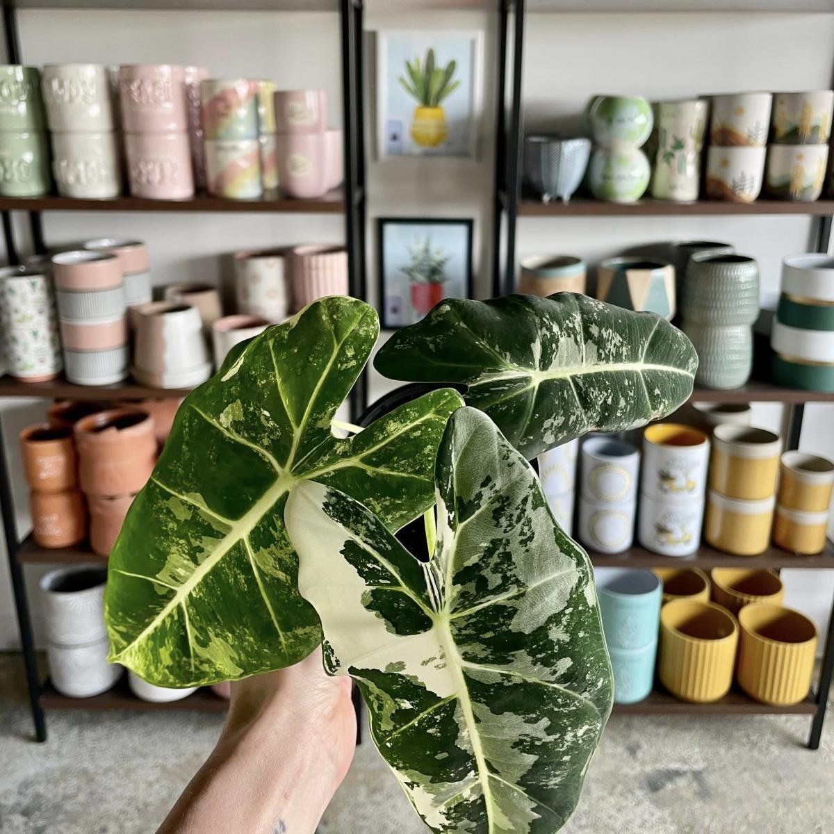 Little Leaf Essentials