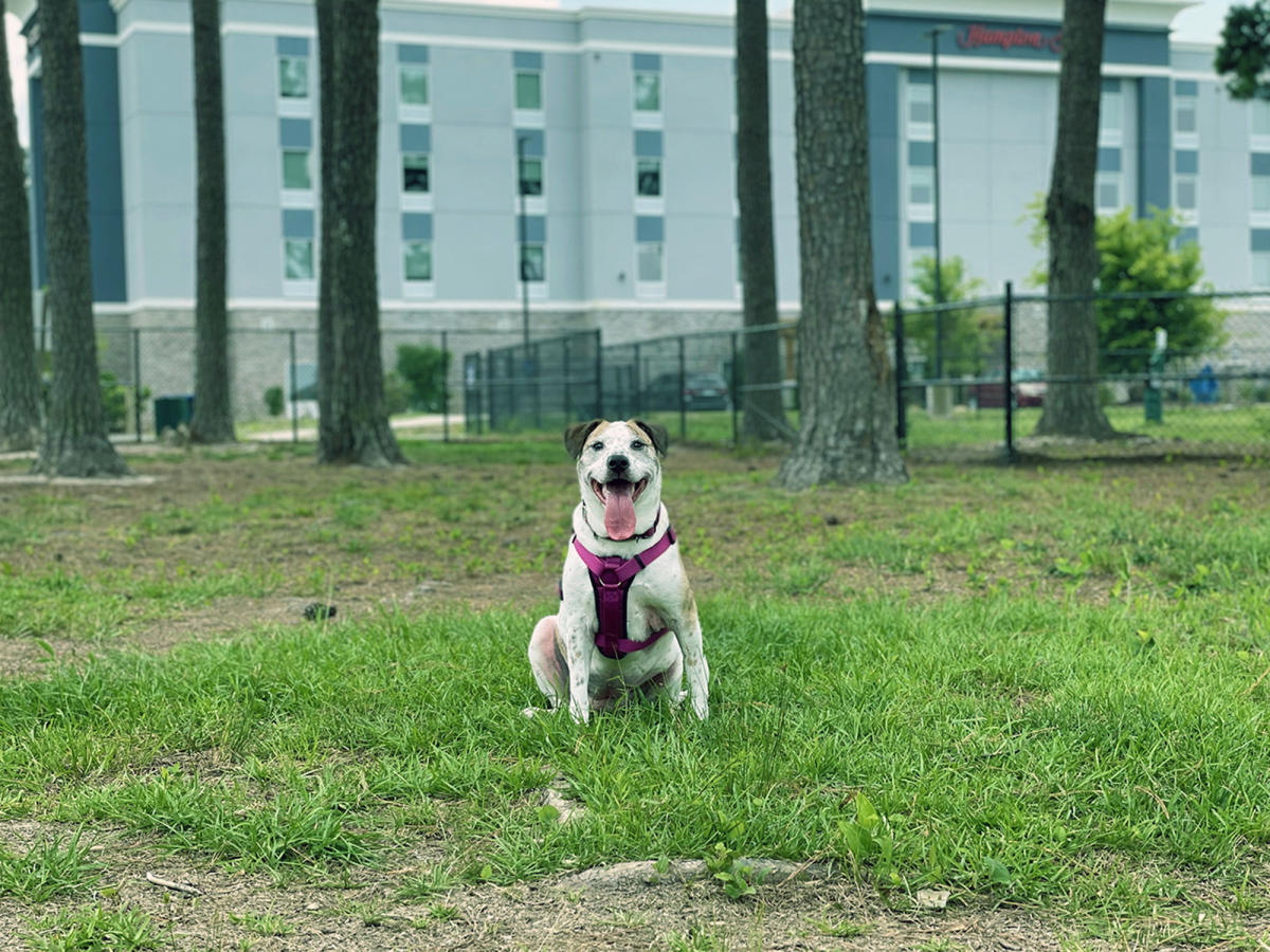 Benson Dog Park