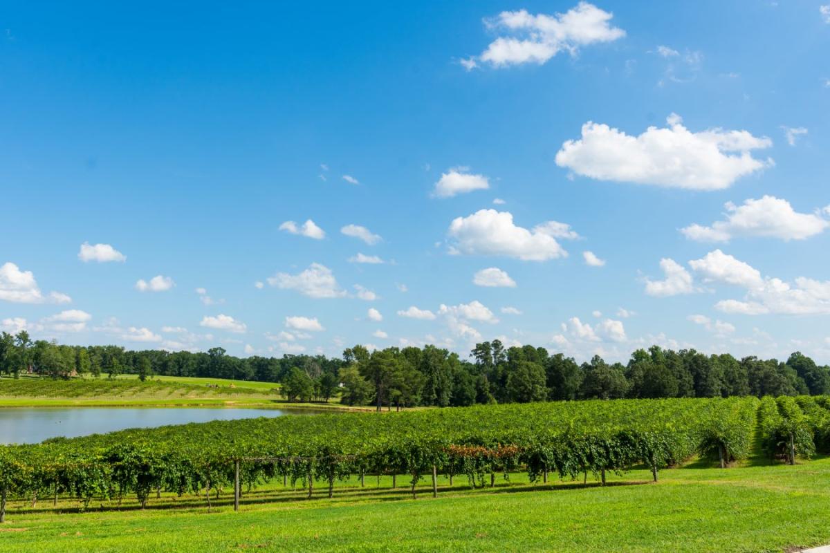 Gregory Vineyards