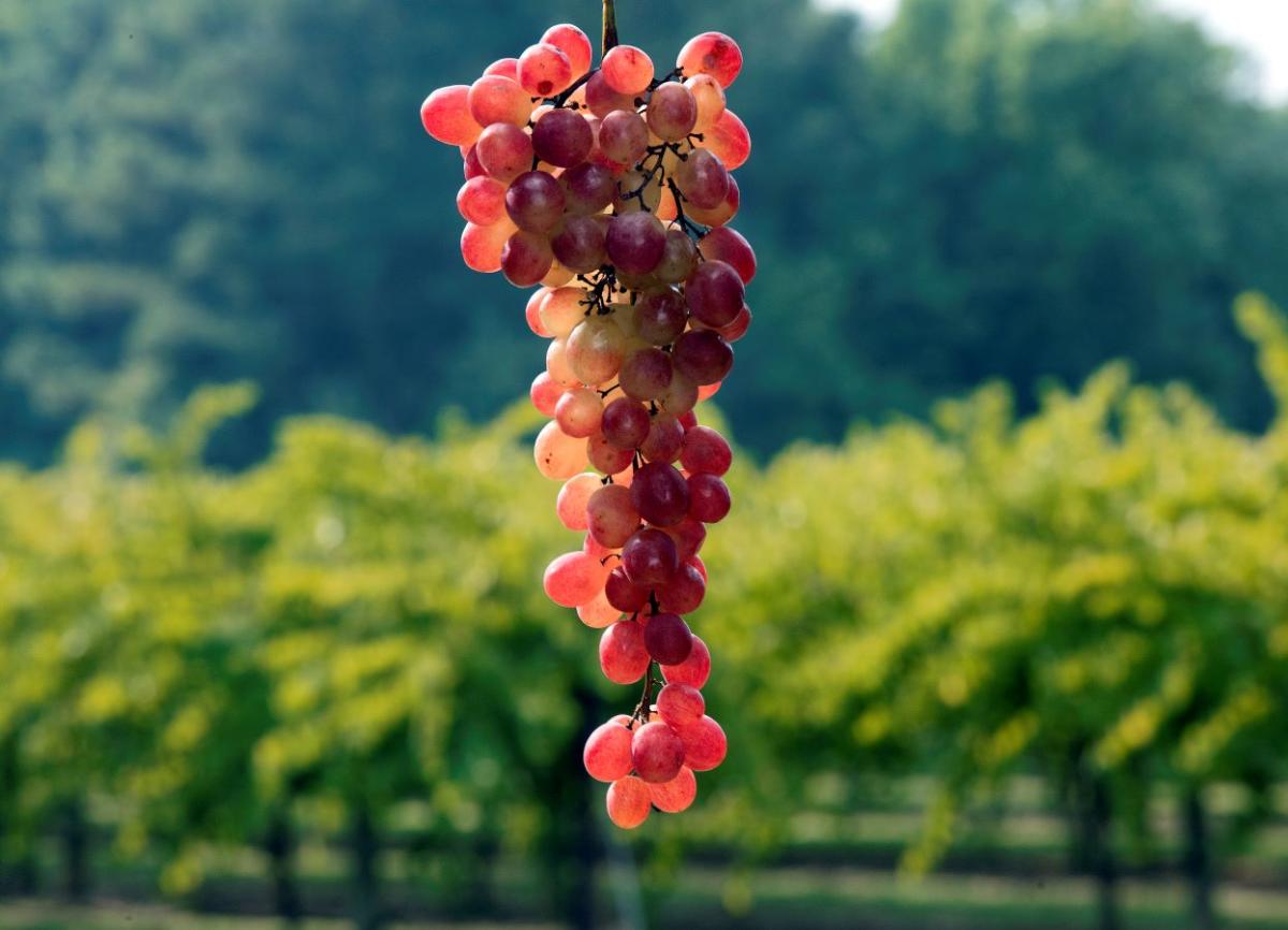 Hinnant Family Vineyards