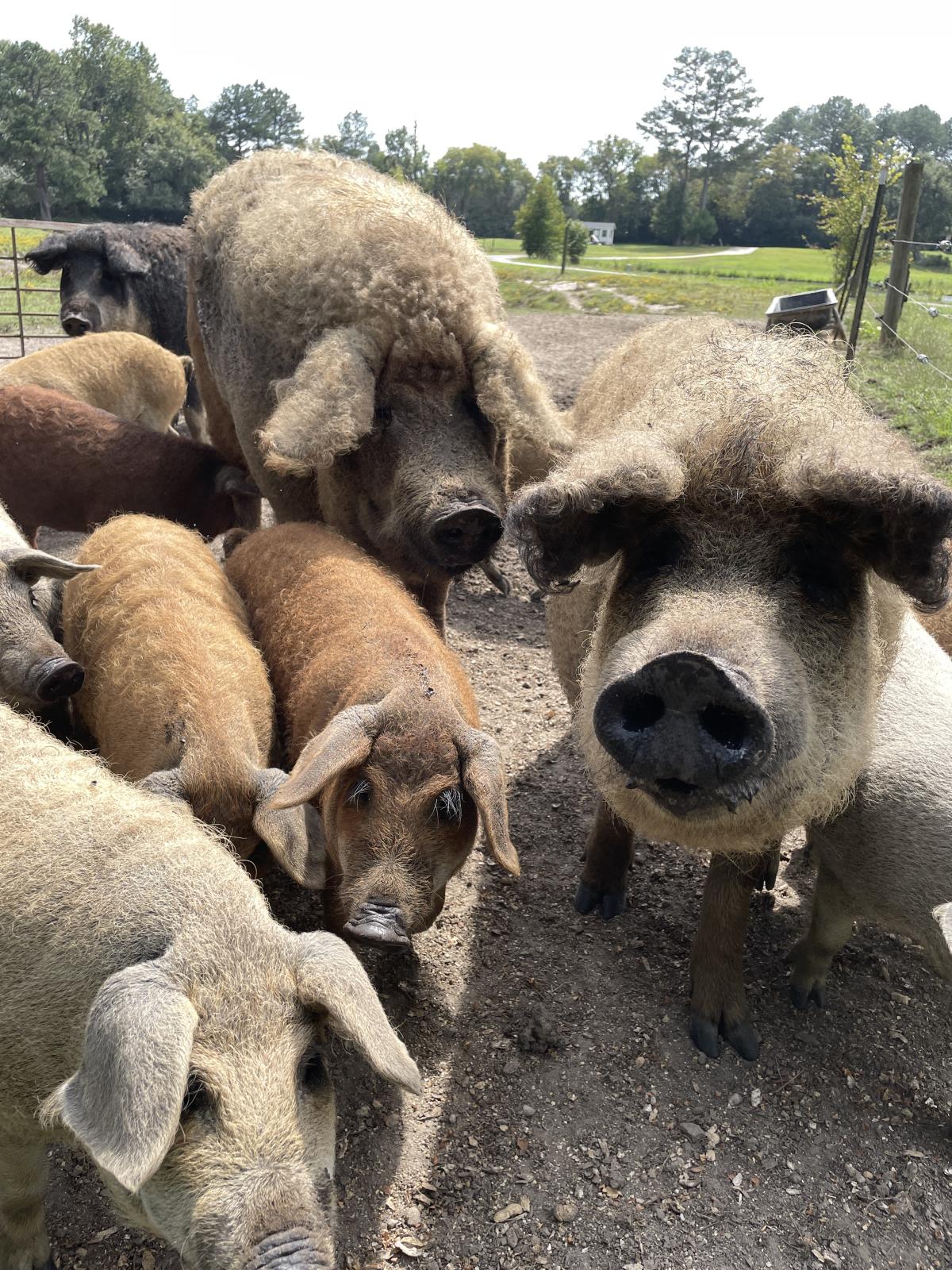 The Wool Family Farm