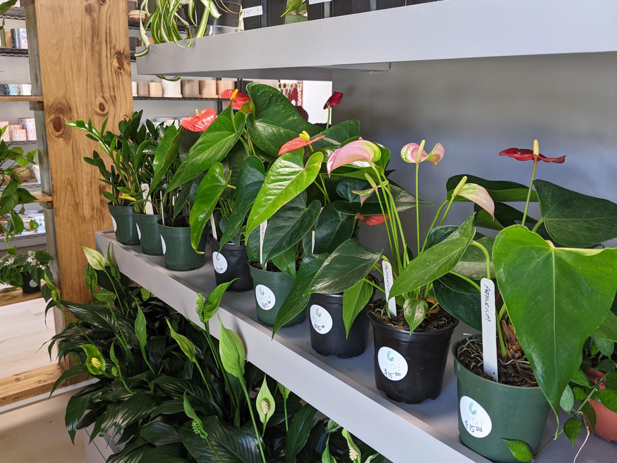 Leaf Plant Shop