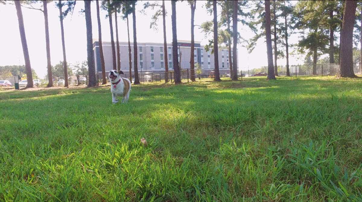 Benson Dog Park