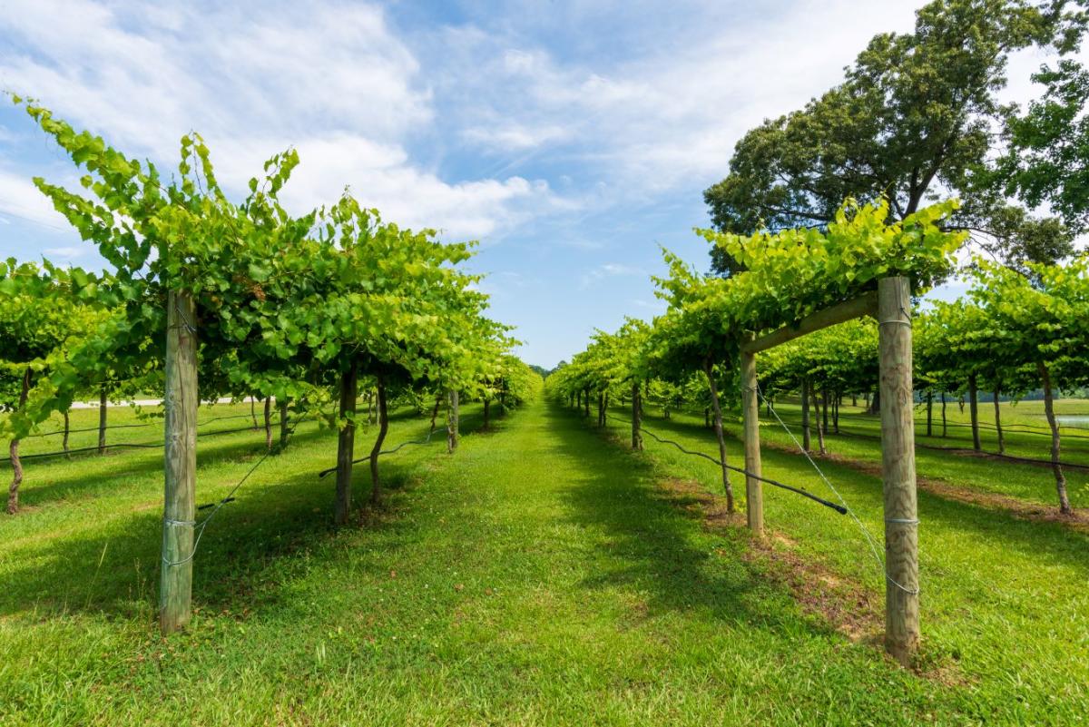 Gregory Vineyards