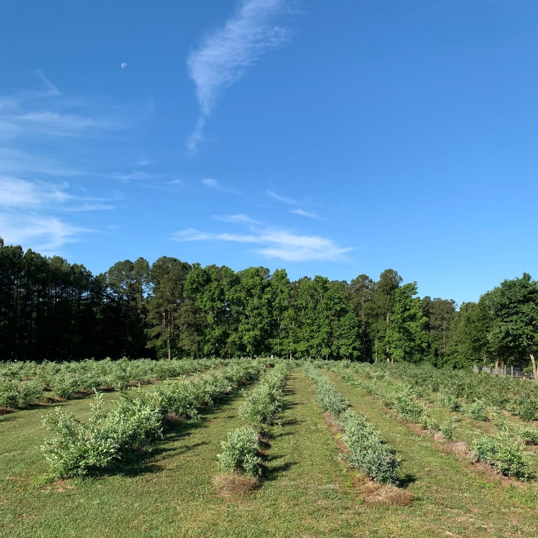 Wendell Blueberry Farm