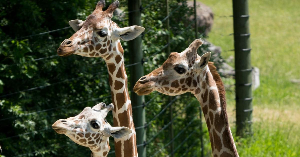 Binder Park Zoo Logo