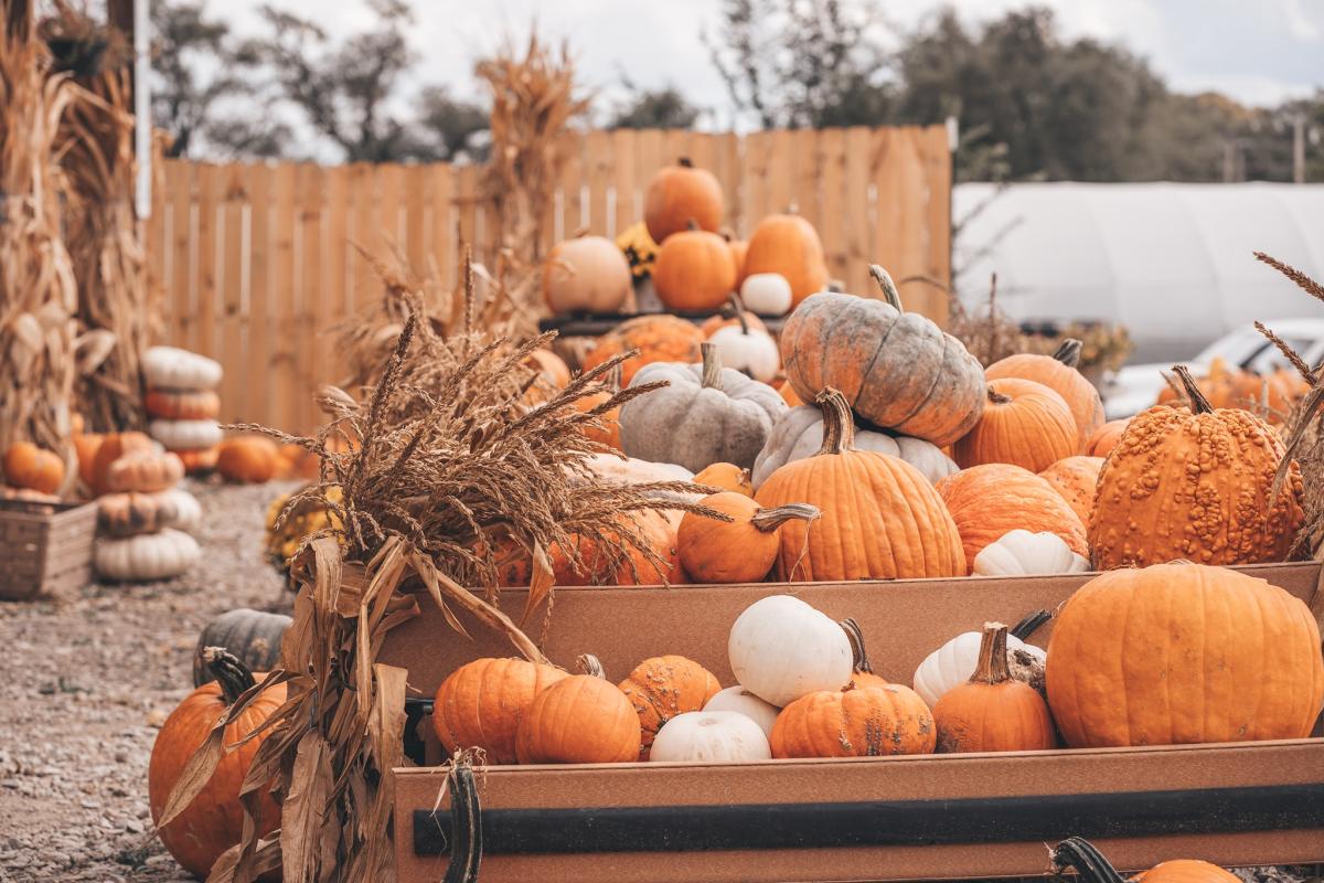 piglets pumpkin picking