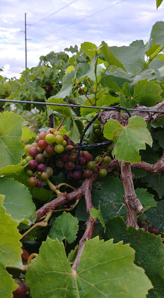 broken gate vineyard