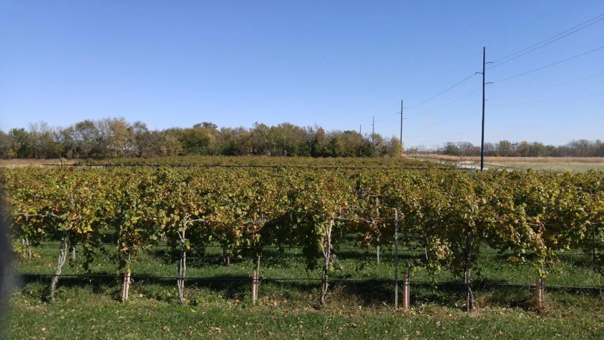 broken gate vineyard