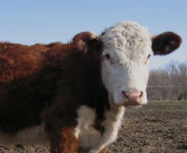 elwess herefords