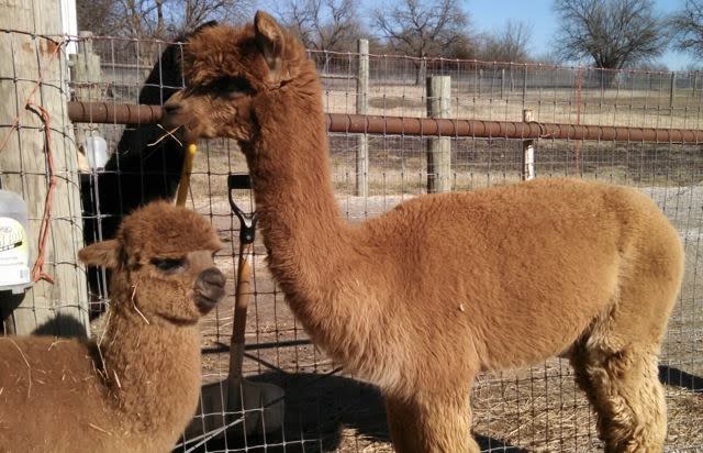 alpaca farm