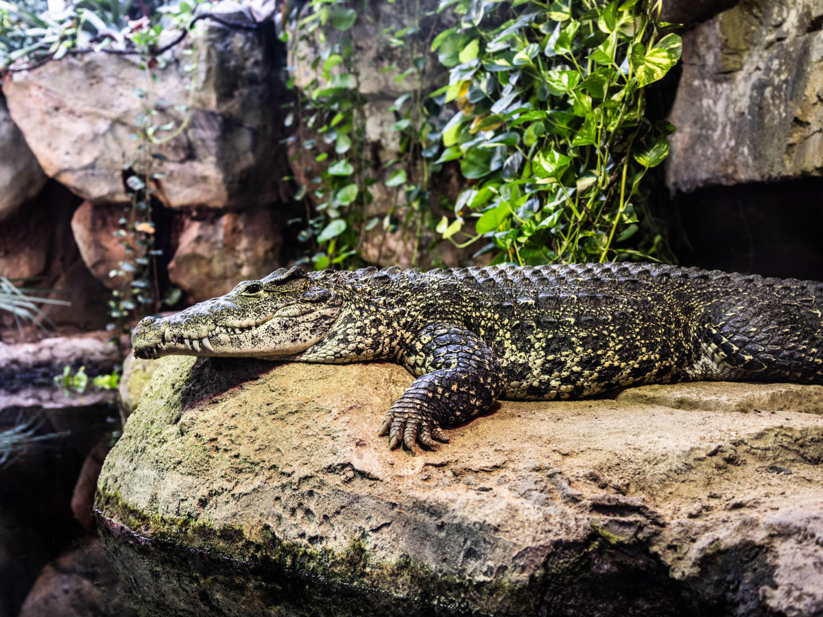Knoxville Zoo Park Guide To Zoo Knoxville