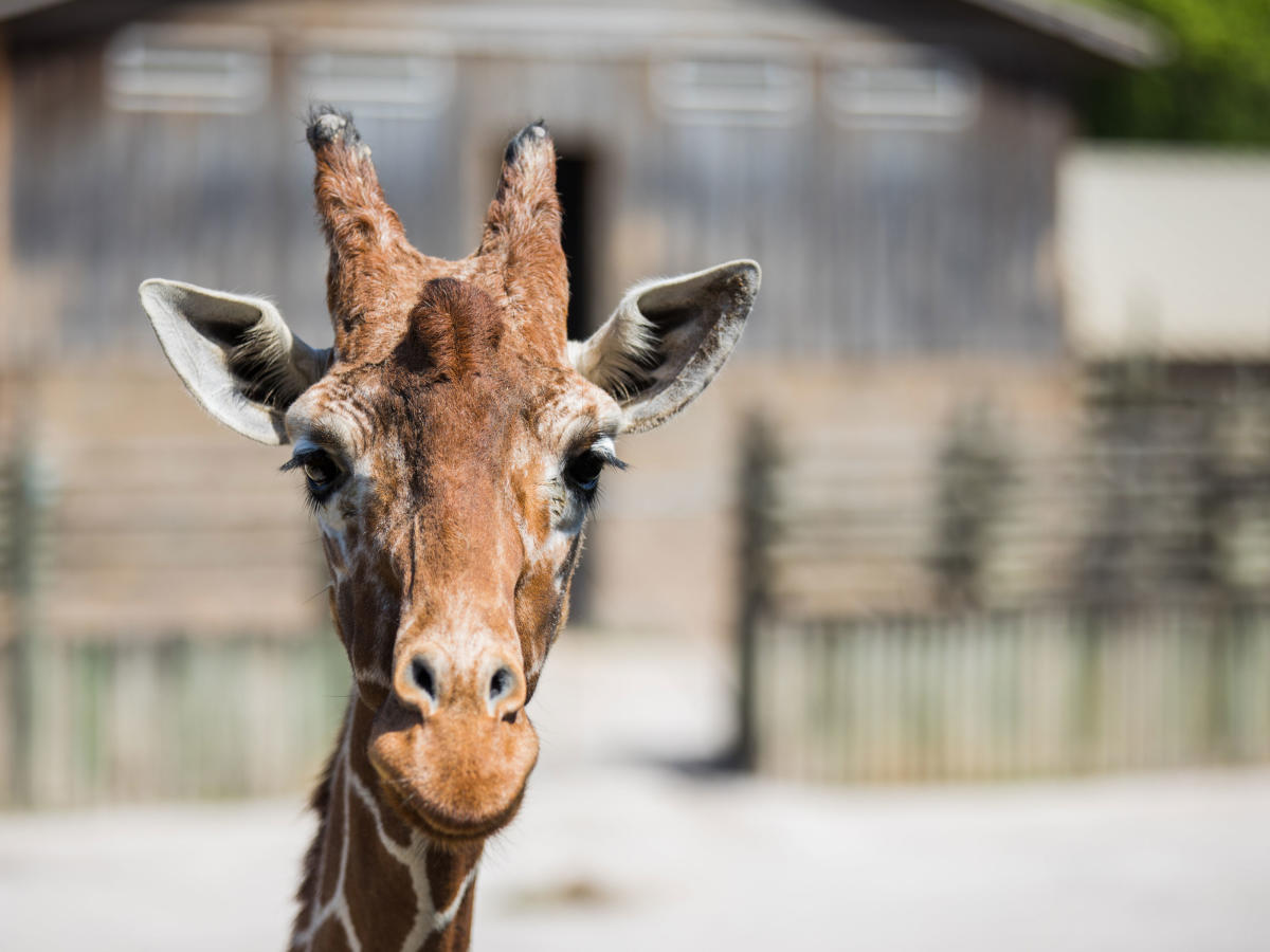 Knoxville Zoo Safari Animals Frances The Giraffe Gives Birth At Zoo