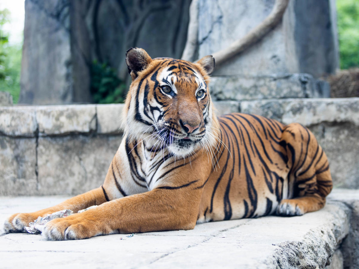 Knoxville Zoo Park Guide To Zoo Knoxville